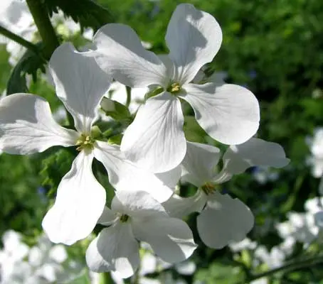 Lunaria annua var. alba 'White Honesty' - seedaholic