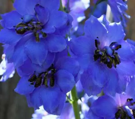 Delphinium 'Magic Fountains Dark Blue' - seedaholic