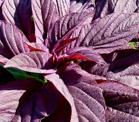 Amaranth 'Red Army' - seedaholic