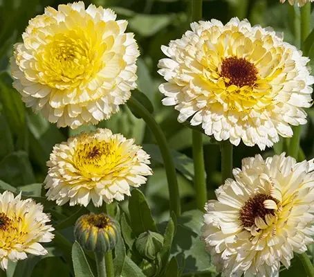 Calendula officinalis 'Ivory Princess’ - seedaholic