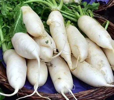 Radish 'Zurich Market', Organic - seedaholic