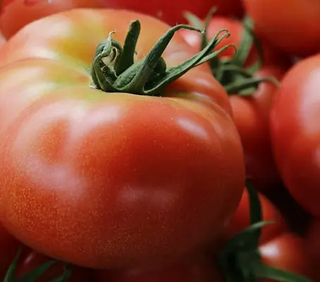Tomato 'Berner Rose' Organic - seedaholic