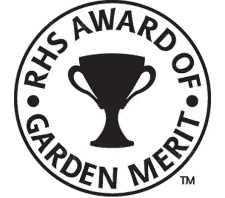 Celery 'Tango' Organic - seedaholic