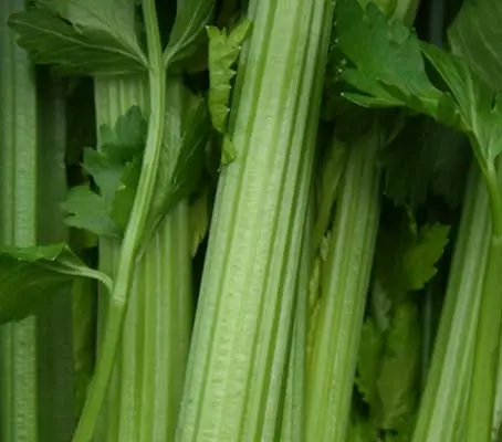 Celery 'Tango' Organic - seedaholic