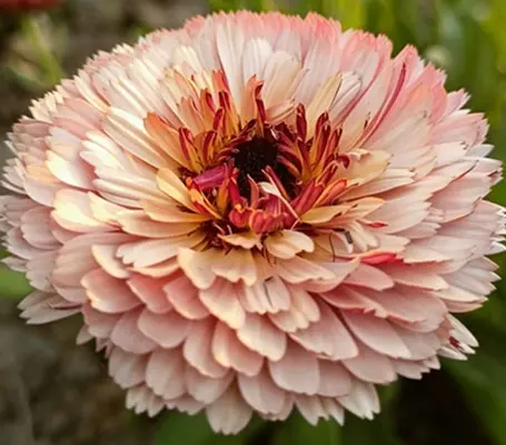 Calendula officinalis 'Touch of Red' Buff - seedaholic