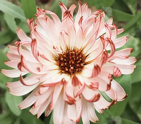 Calendula officinalis 'Touch of Red' Buff - seedaholic