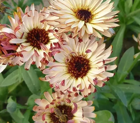 Calendula officinalis 'Touch of Red' Buff - seedaholic