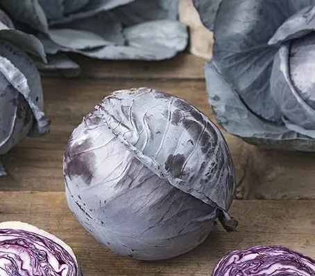 Cabbage 'Klimaro F1' Organic - seedaholic